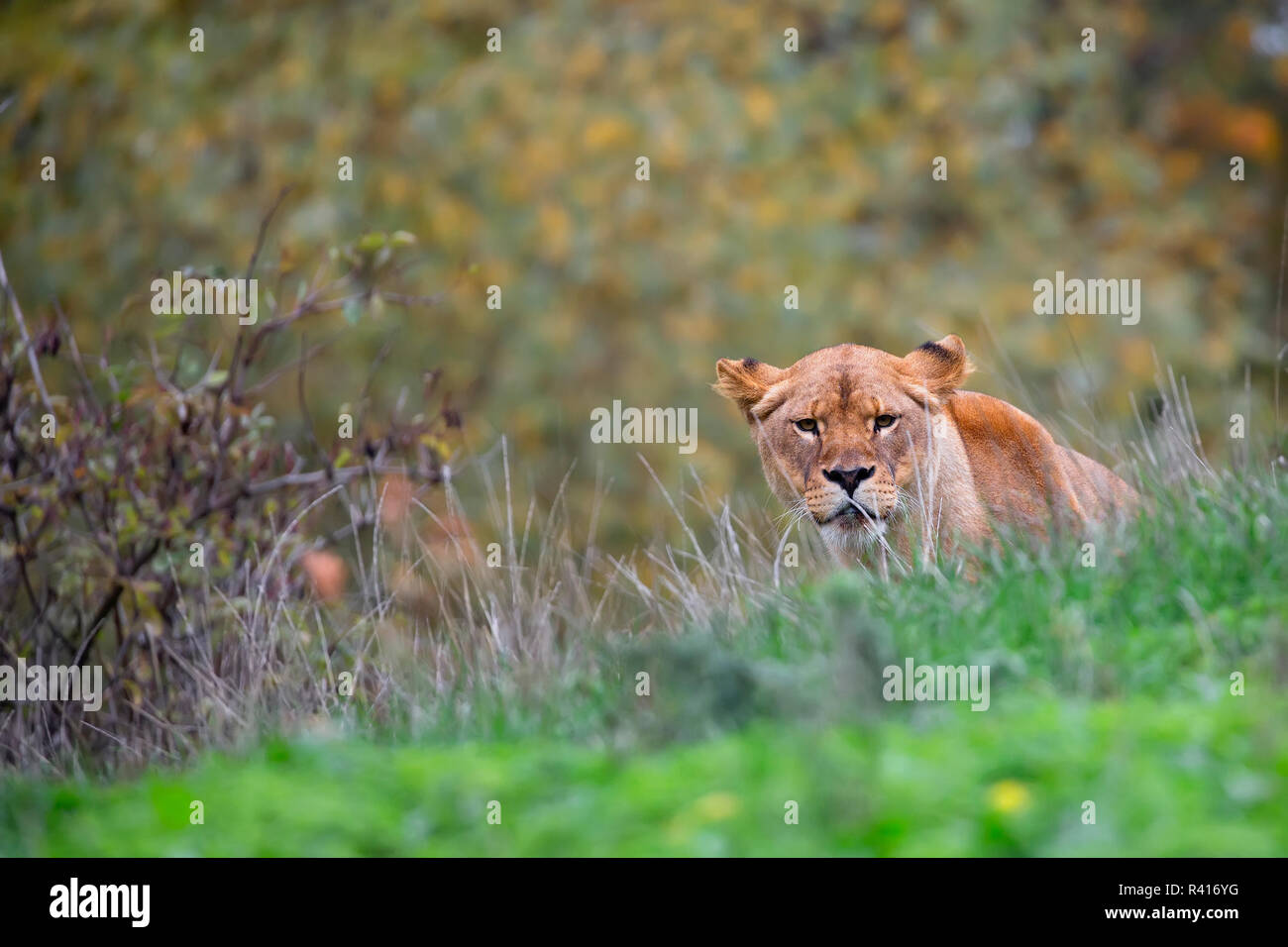 Lioness in the wild Stock Photo - Alamy