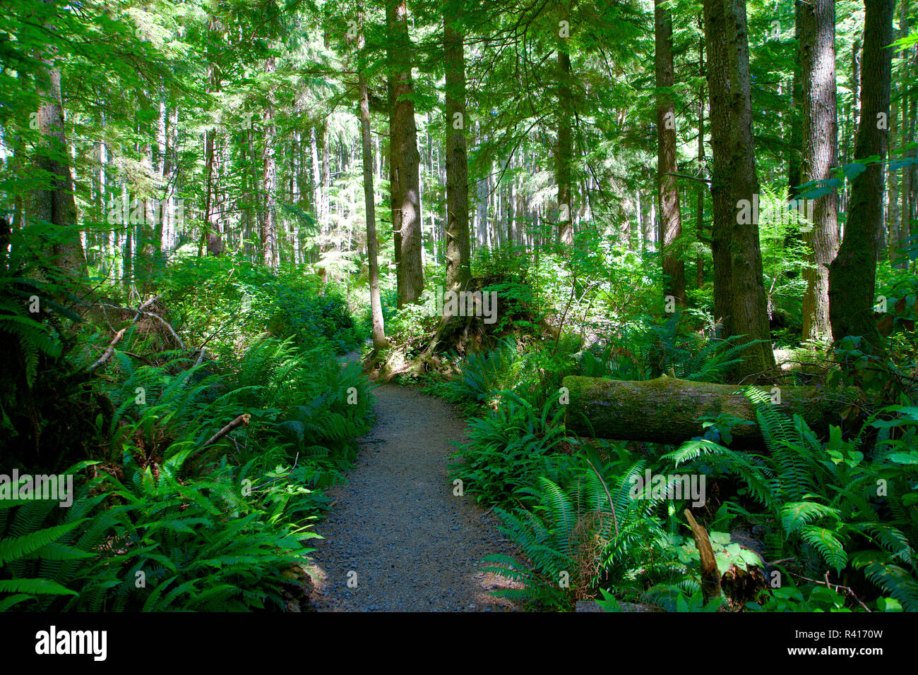 USA, Washington State. Olympic Peninsula, path in the woods leading to ...