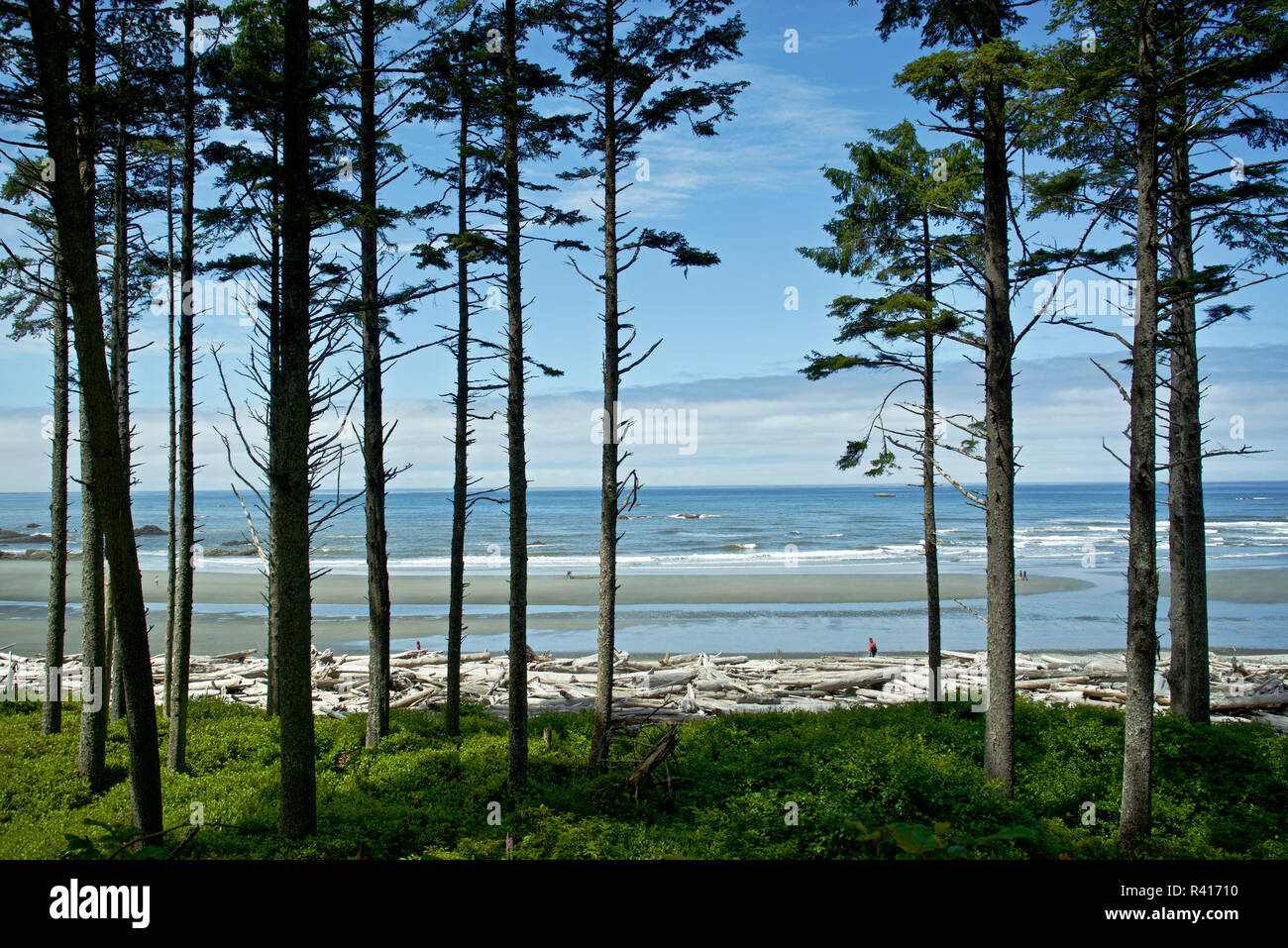 USA, Washington State. Olympic Peninsula, Ruby Beach Stock Photo - Alamy