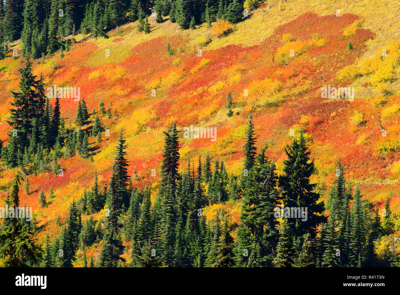 Fall color in Paradise Valley, Mount Rainier National Park, Washington ...