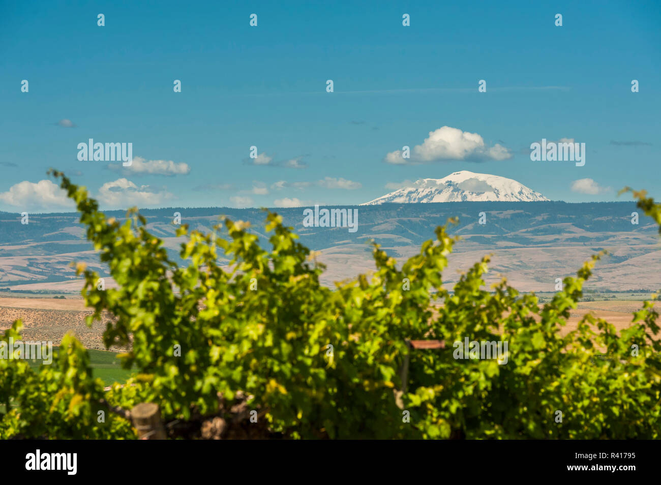 USA, Washington State, Yakima Valley. Red Willow Vineyard Stock Photo ...