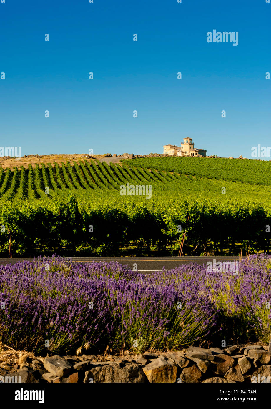 USA, Washington State, Horse Heaven Hills. Destiny Ridge, estate ...