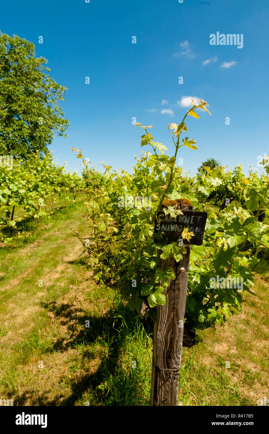 USA, Washington State, Camas. Vineyard at English Estate winery Stock ...
