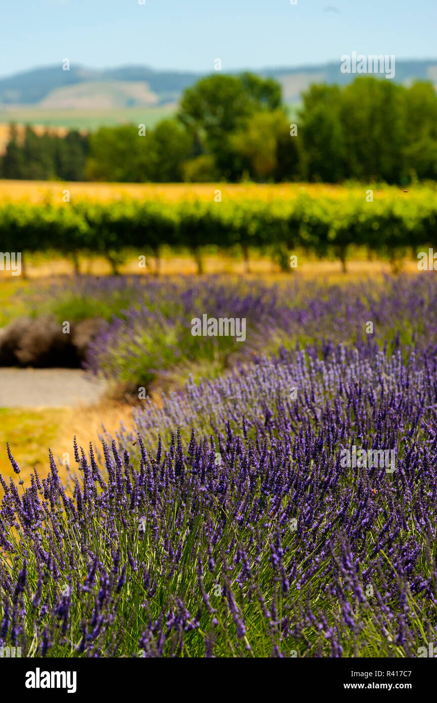 USA, Washington State, Walla Walla. Lavender at the vineyard of ...