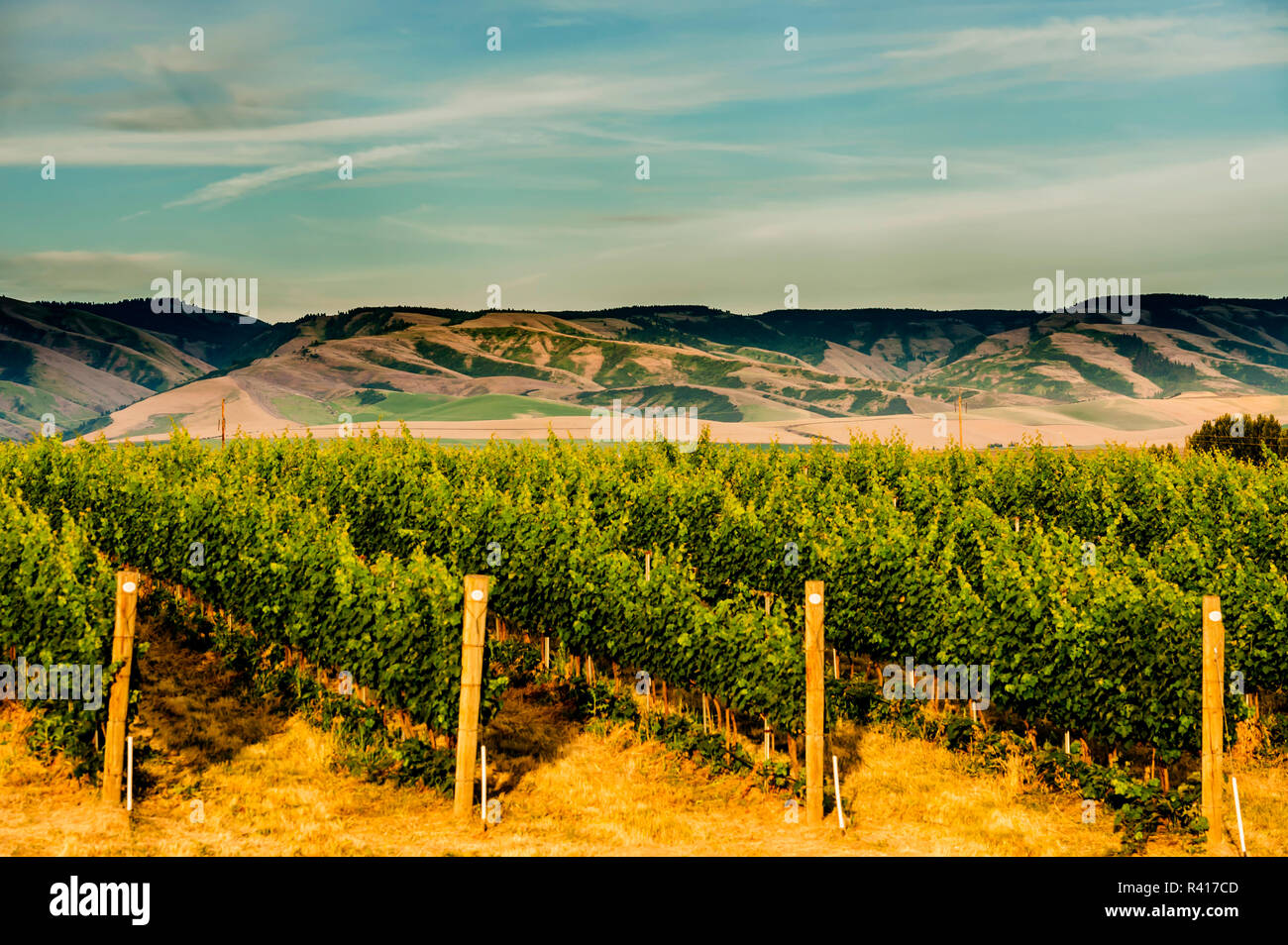 Pepper bridge vineyard hi-res stock photography and images - Alamy