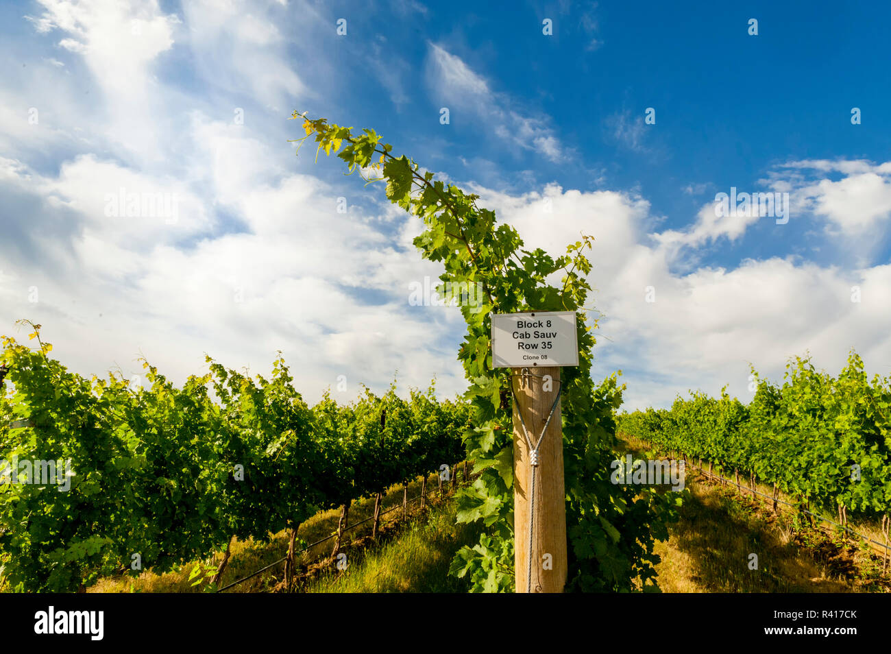 USA, Washington State, Walla Walla. L'Ecole's Ferguson vineyard is part ...