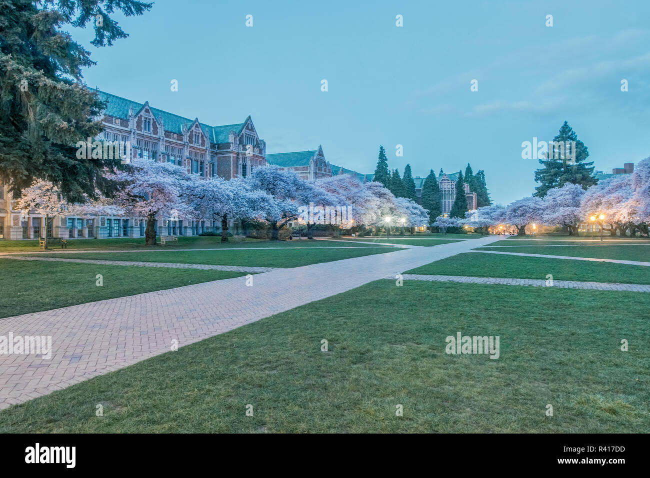USA, Washington State. Seattle, University of Washington, Cherry Trees ...