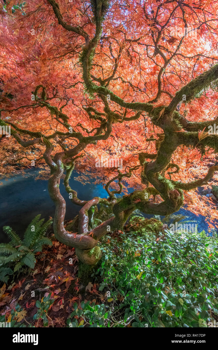 USA, Washington State, Seattle. Kubota Japanese Garden, Japanese Maple ...
