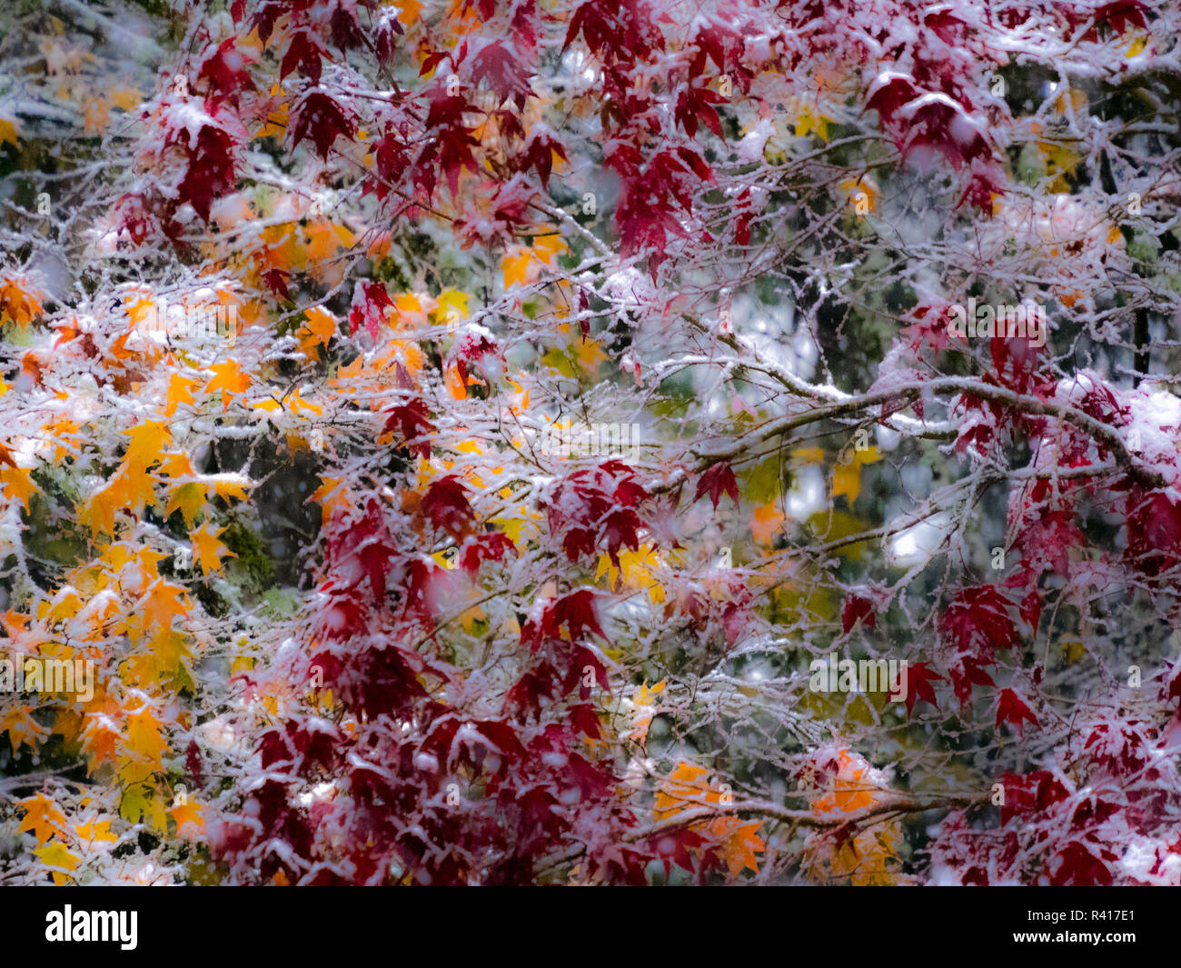 Fresh snow on Japanese maple tree with last of fall colored leaves ...
