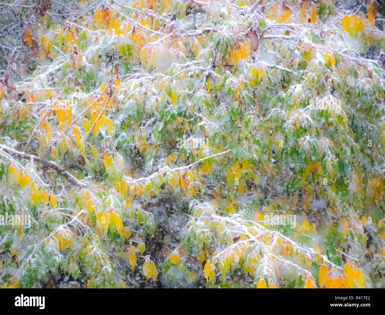 Fresh snow on Japanese maple tree with last of fall colored leaves ...