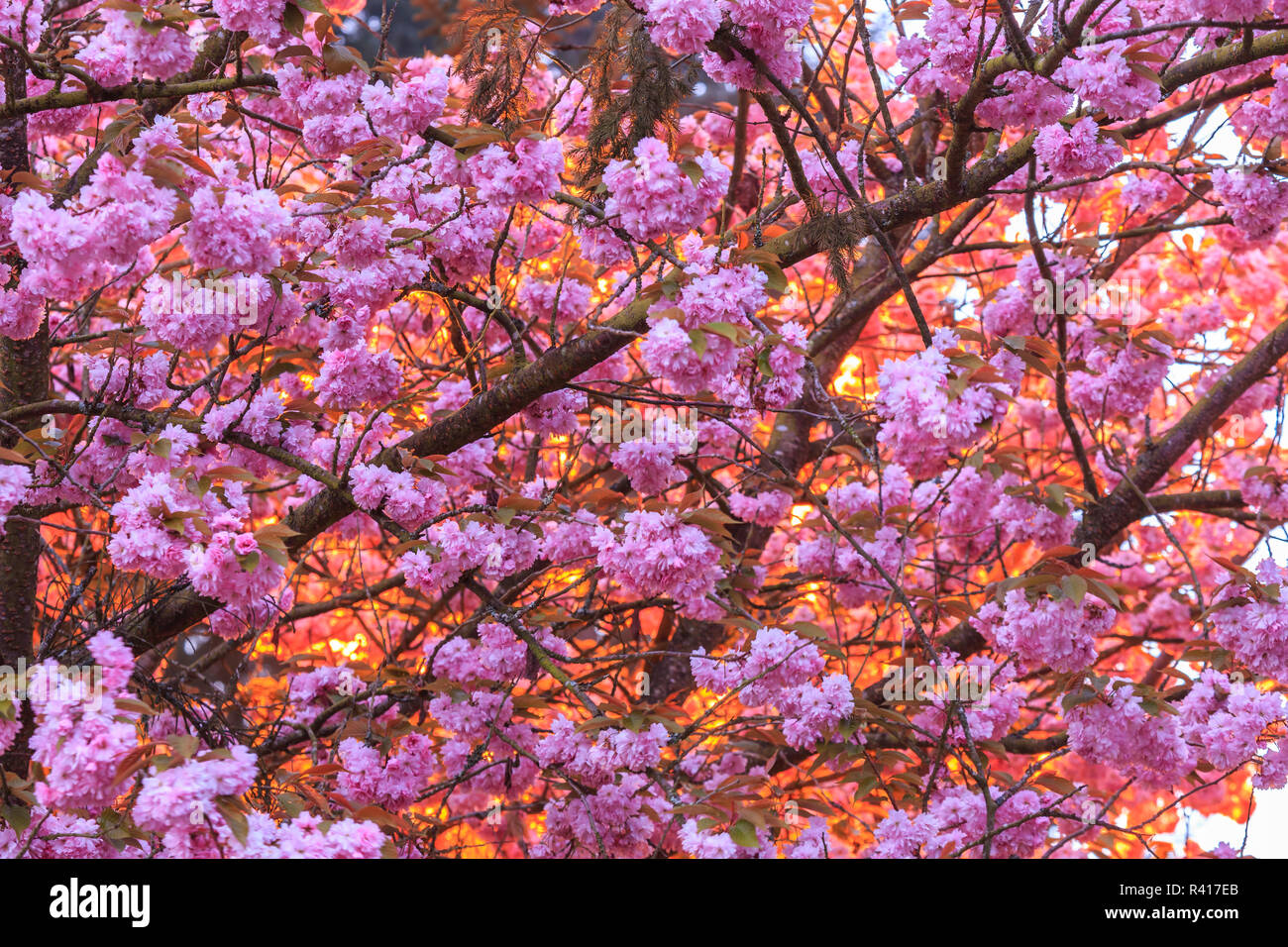 Cherry Blossoms backlit by street light, Mill Creek neighborhood ...