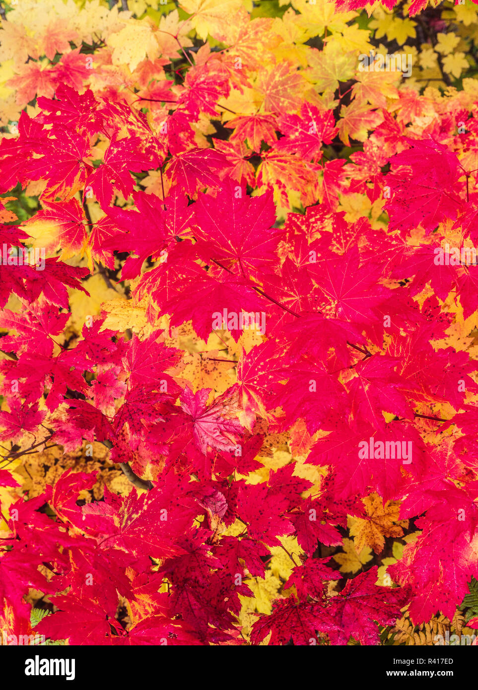 Fall colored Vine Maple Leaves, Mt. Baker National Forest, Washington ...