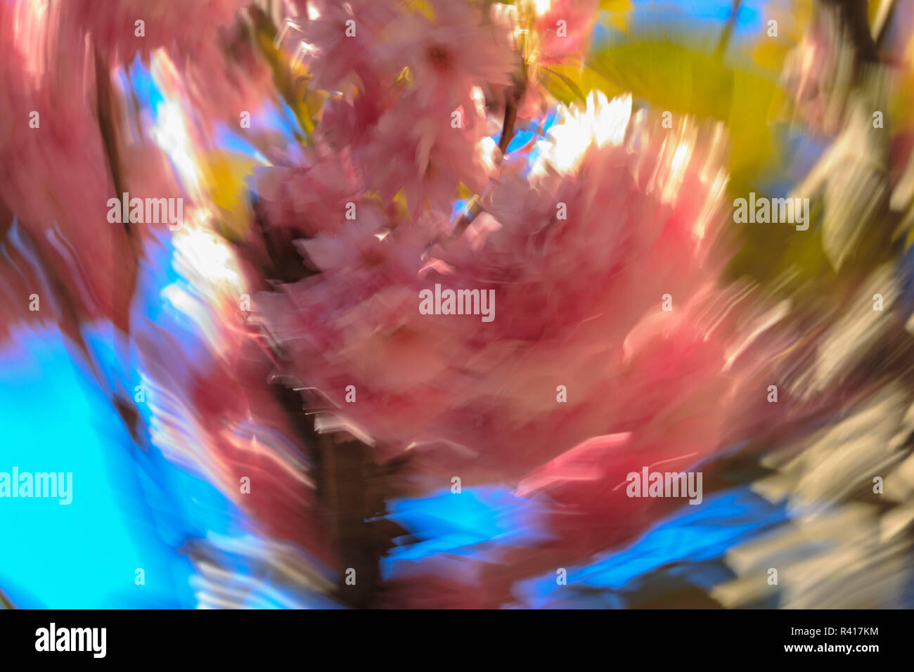 Plum Washington High Resolution Stock Photography and Images - Alamy
