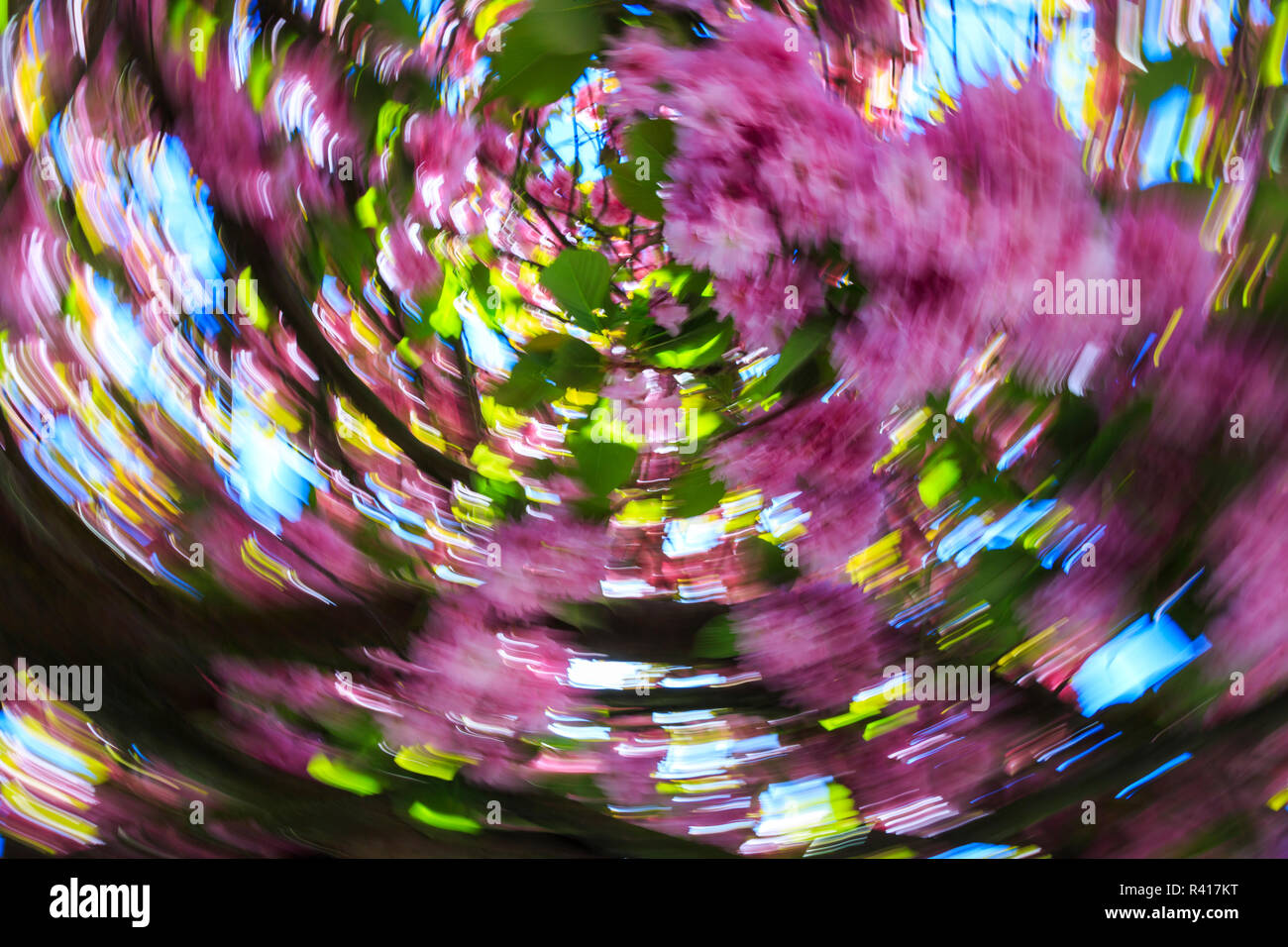 Plum washington hi-res stock photography and images - Alamy