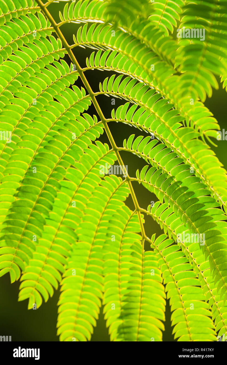 Green plant leaf patterns, Seattle, Washington State Stock Photo - Alamy
