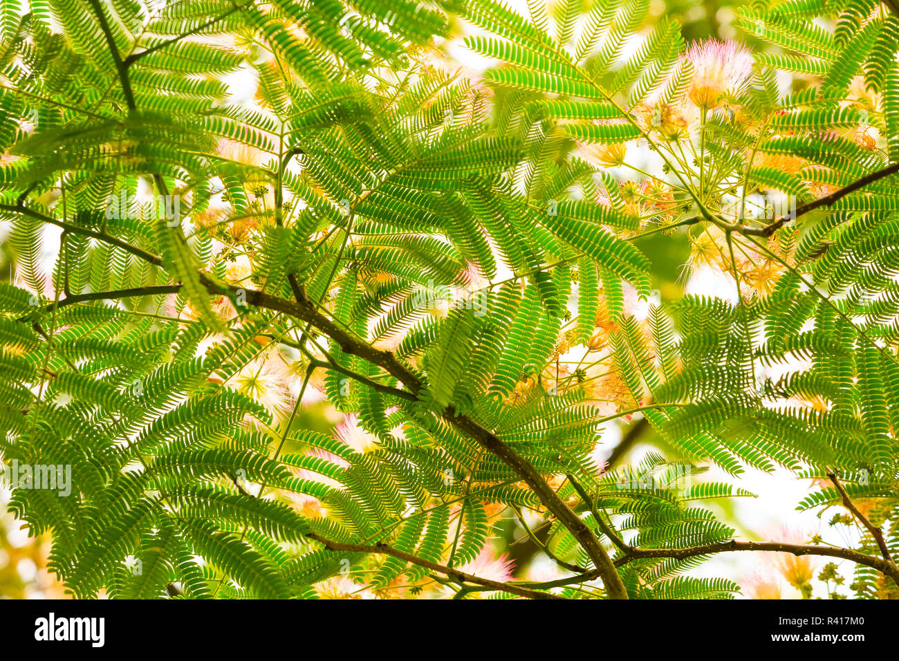 Green plant leaf patterns, Seattle, Washington State Stock Photo - Alamy