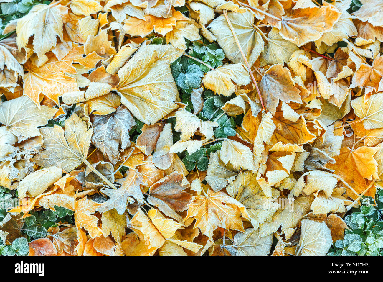 Fall leaves seattle washington usa hi-res stock photography and images ...