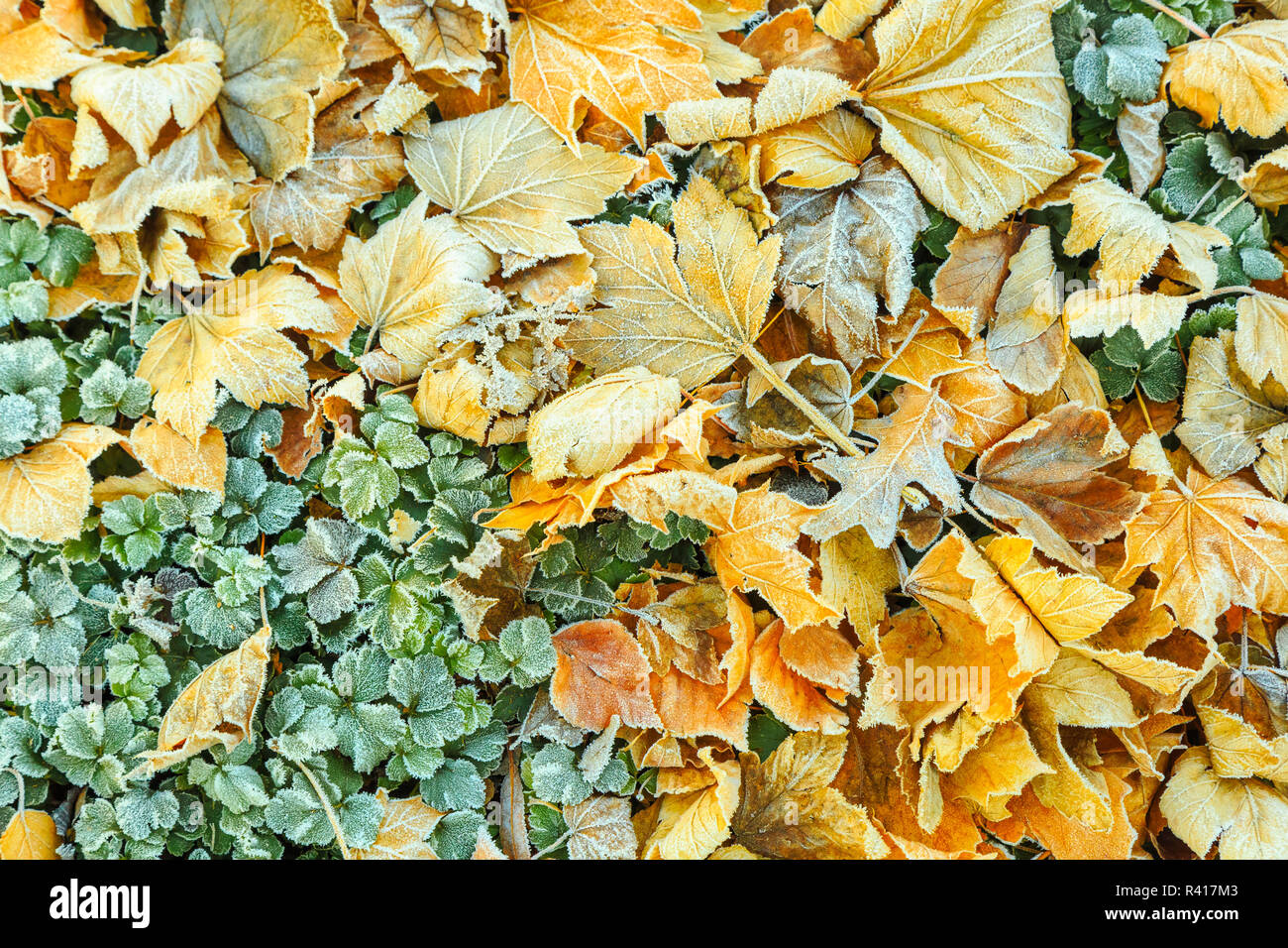 Fall leaves seattle washington usa hi-res stock photography and images ...