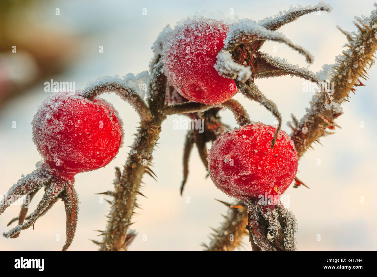 January Snow in Mill Creek, Washington State neighborhood Stock Photo ...