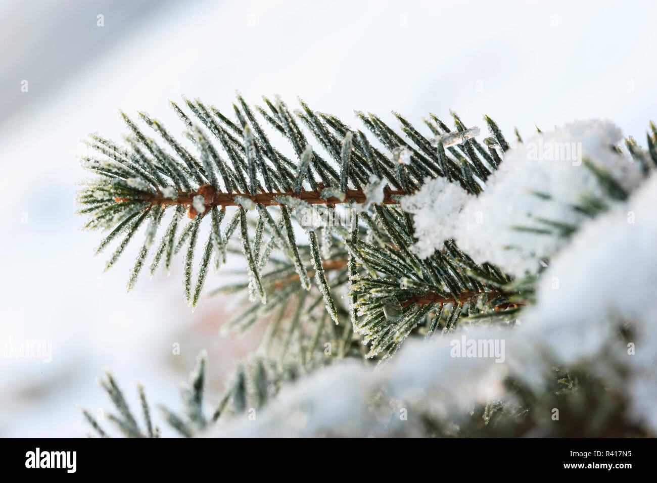 January Snow in Mill Creek, Washington State neighborhood Stock Photo ...