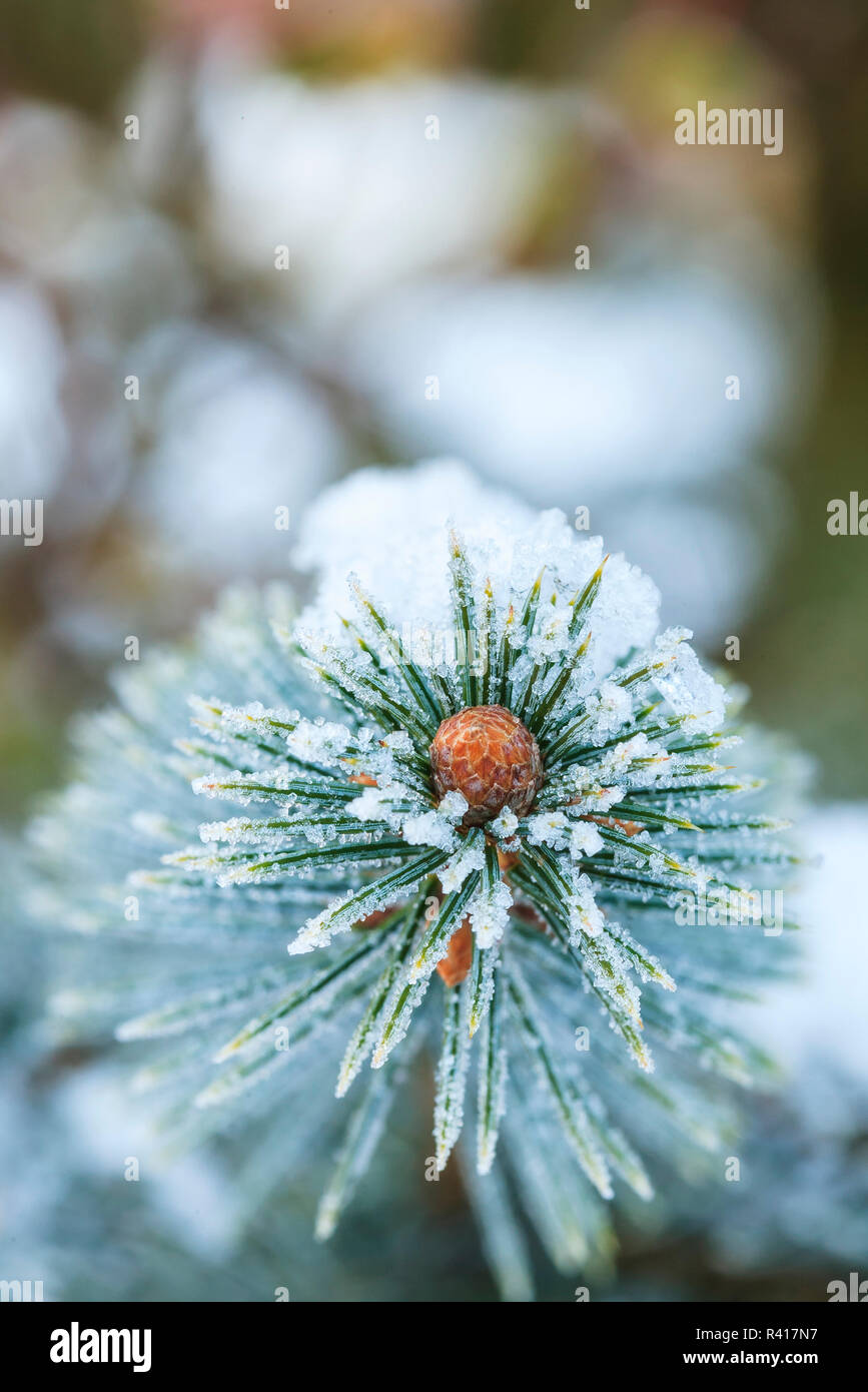 January Snow in Mill Creek, Washington State neighborhood Stock Photo ...