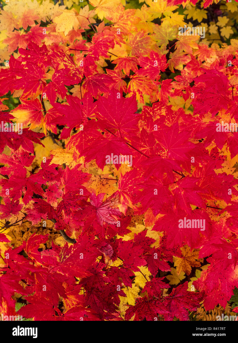 Fall colored Vine Maple Leaves, Snoqualmie Pass, Washington State Stock ...