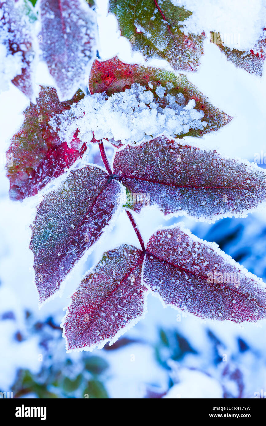 January Snow in Mill Creek, Washington State neighborhood Stock Photo ...