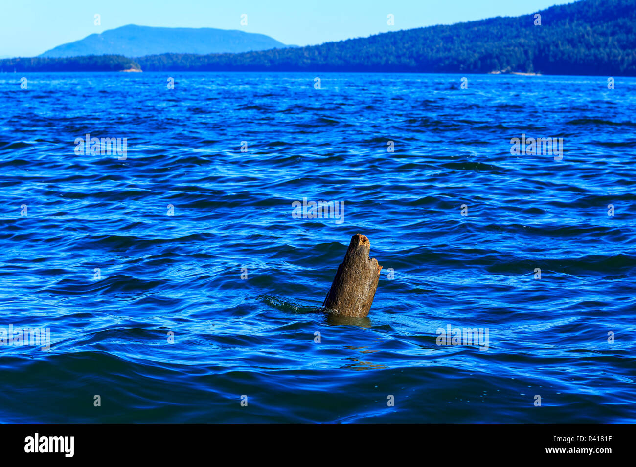 Deadhead, large floating log a real danger to boats, San Juan Islands ...