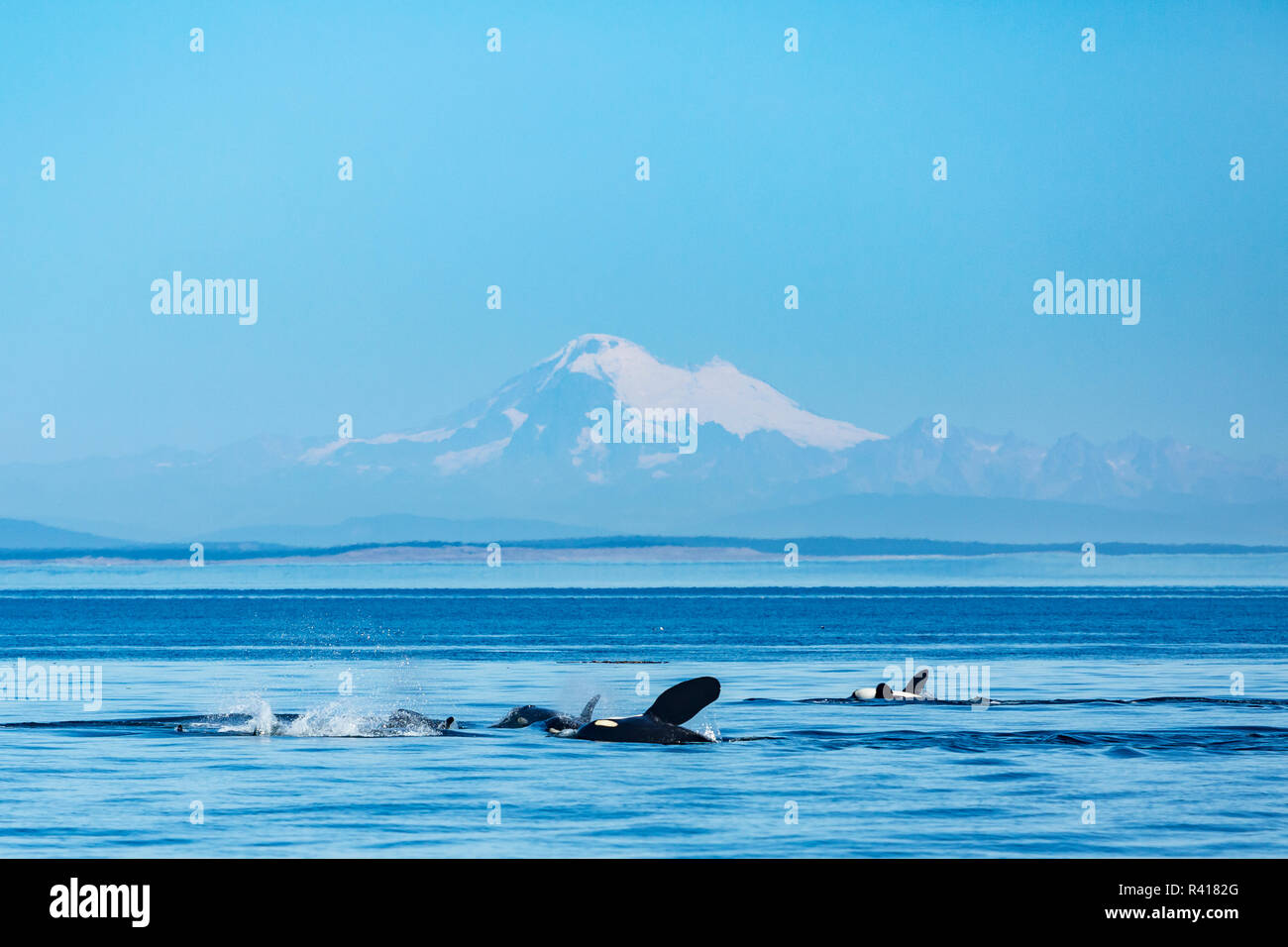 Pod of resident Orca Whales (Orcinus orca) In Haro Strait near San Juan ...