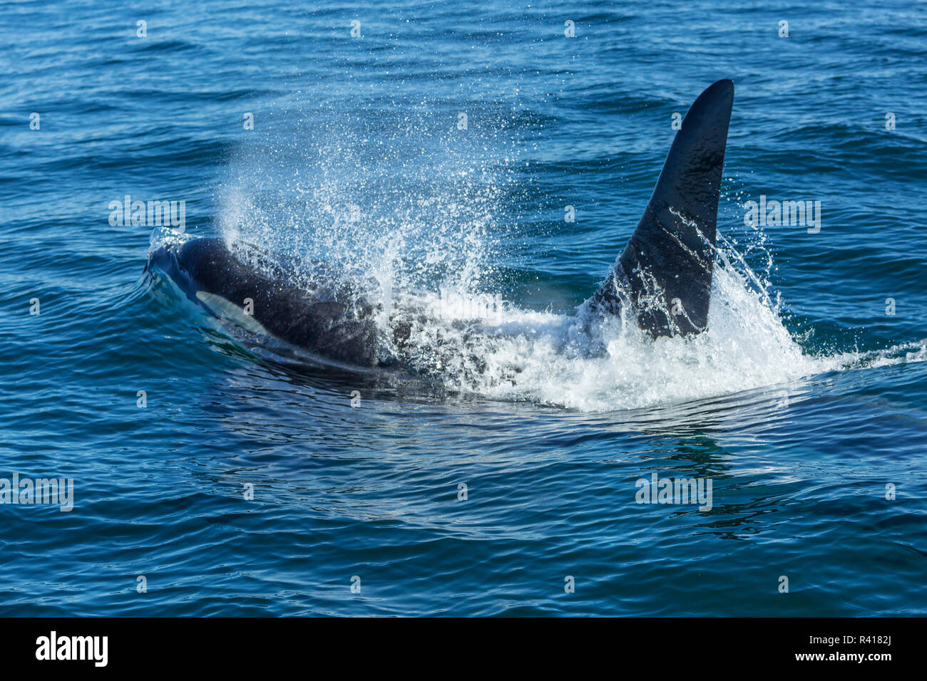 Large Male from Pod of resident Orca Whales (Orcinus orca) in Haro ...