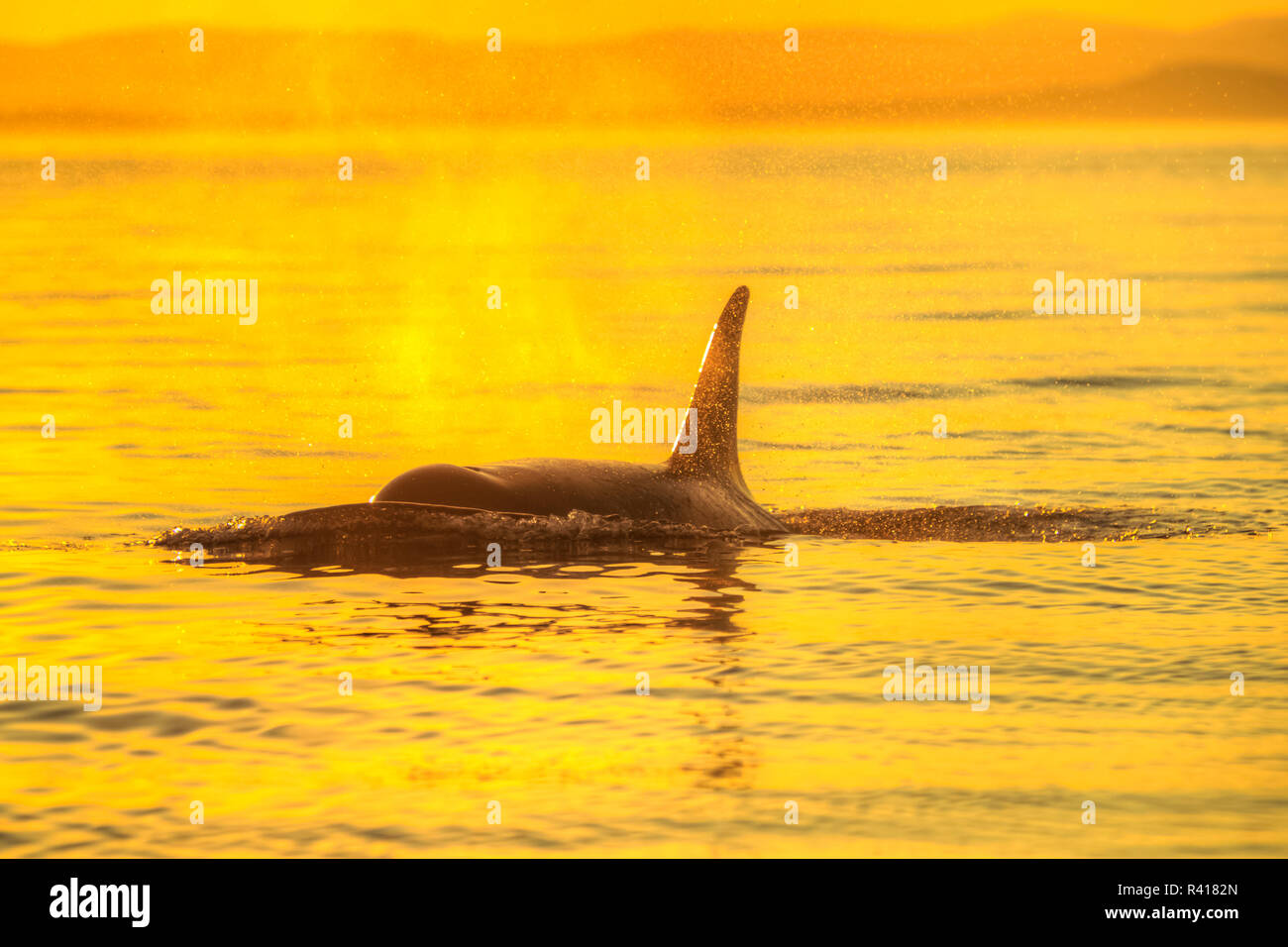 Male orca hi-res stock photography and images - Alamy