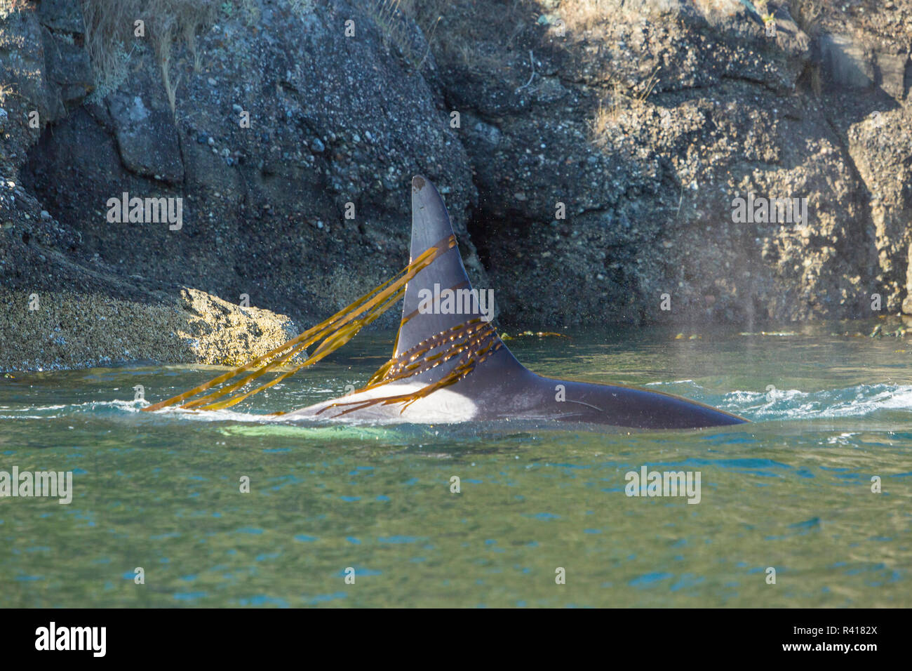 Pod of resident Orca Whales (Orcinus orca) in Haro Strait near San Juan ...
