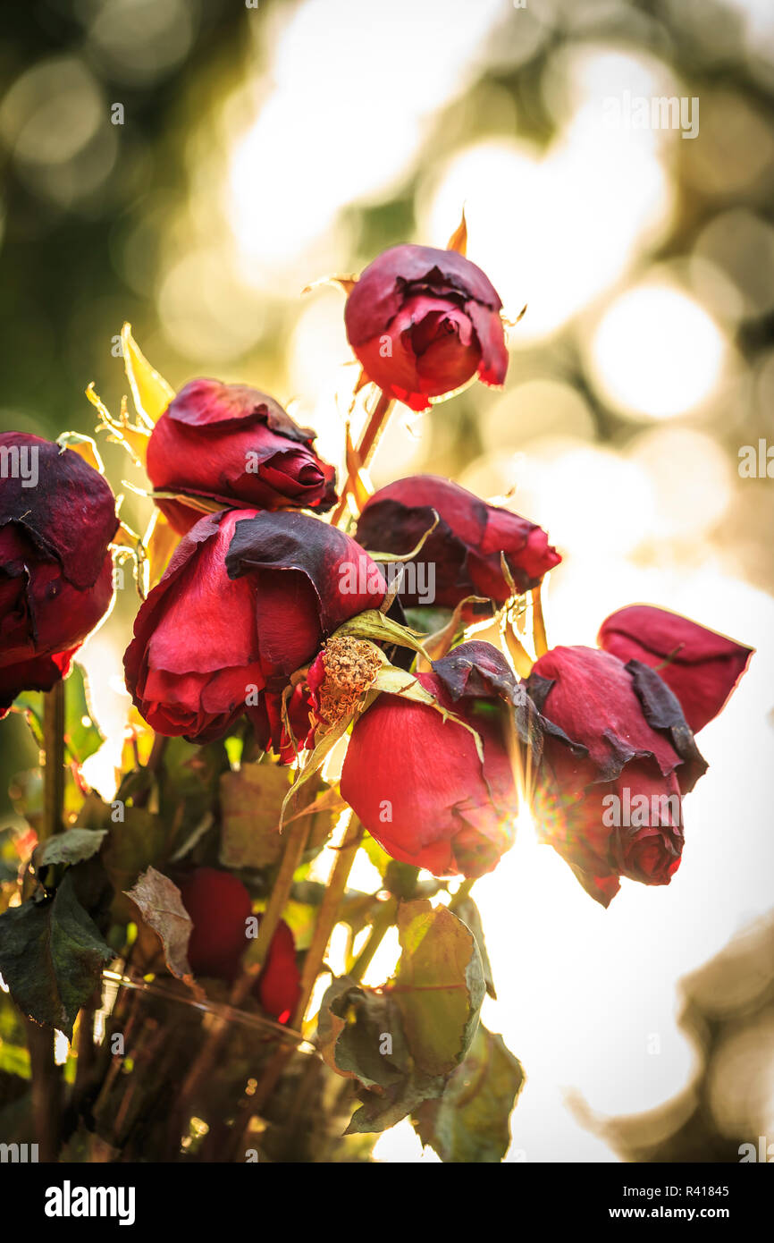 Dying red roses, falling petals Stock Photo - Alamy