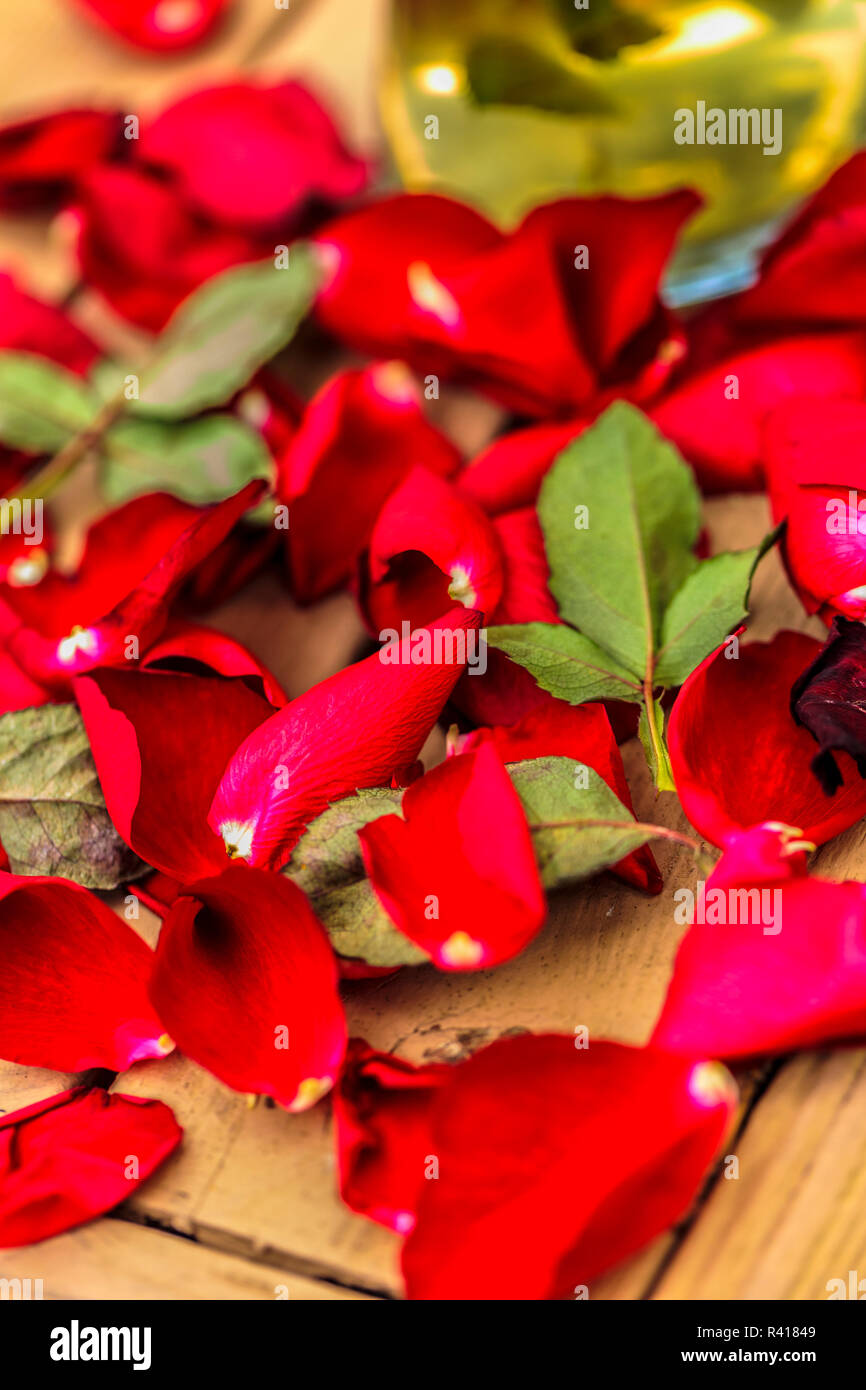 Dying red roses, falling petals Stock Photo - Alamy