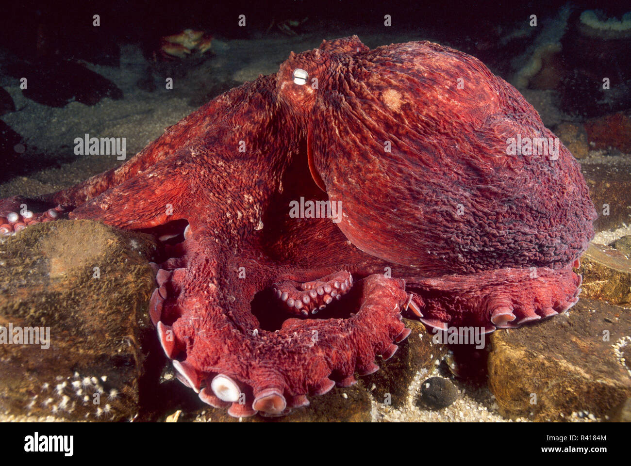 Giant Pacific Octopus (Enteroctopus dofleini), at Seattle Aquarium main ...