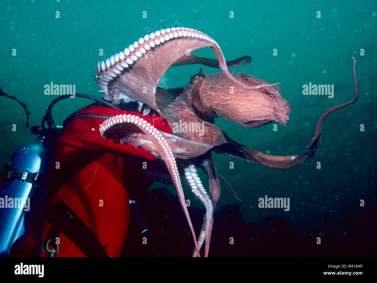 Giant Pacific Octopus (Enteroctopus dofleini) and diver, largest ...