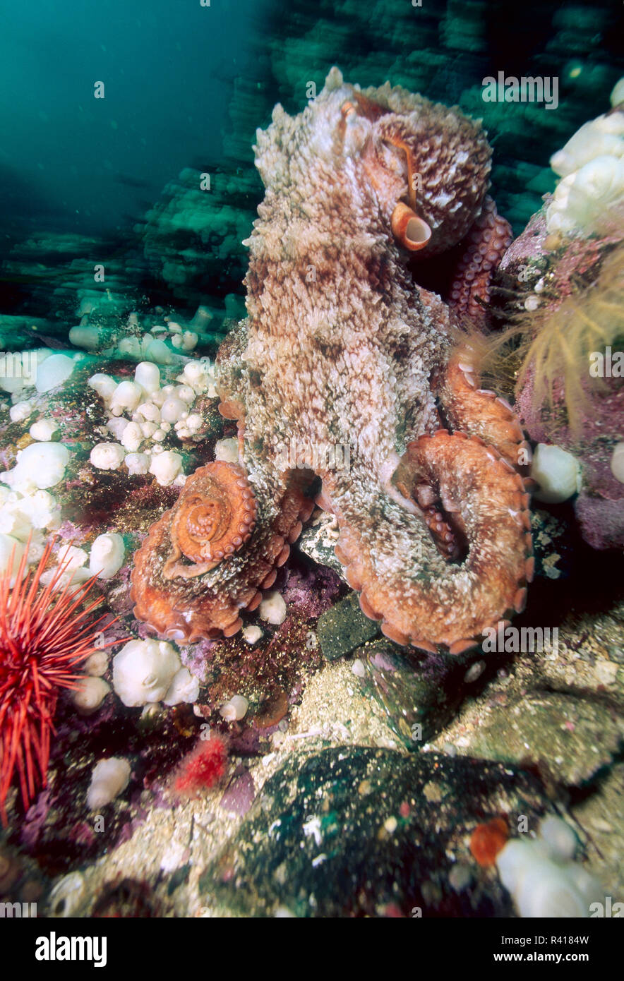 Giant Pacific Octopus (Enteroctopus dofleini Stock Photo - Alamy