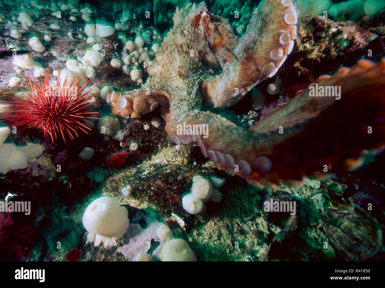 Giant Pacific Octopus (Enteroctopus dofleini), Pacific Northwest Stock ...