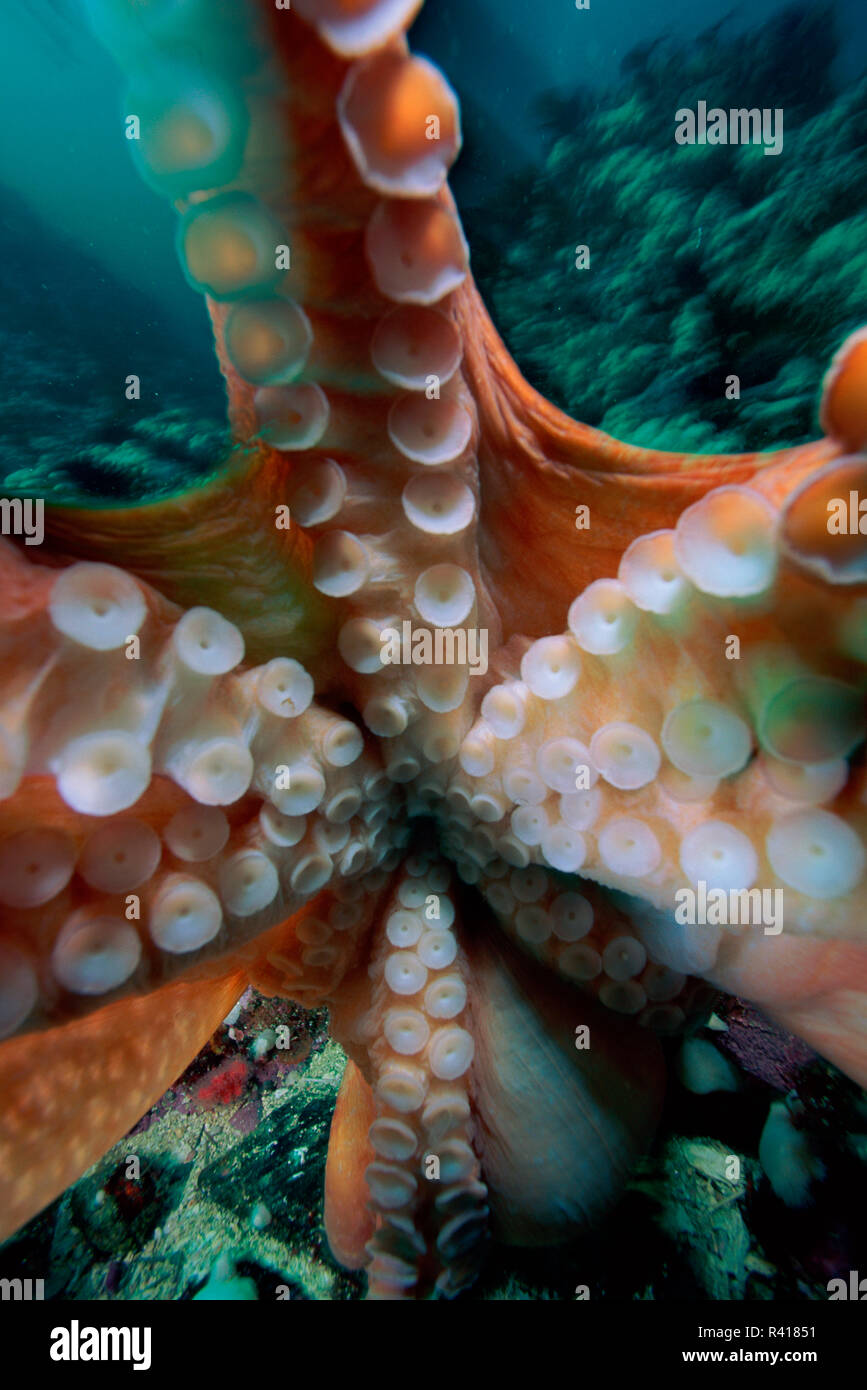 Giant Pacific Octopus (Enteroctopus dofleini), Puget Sound, Washington ...