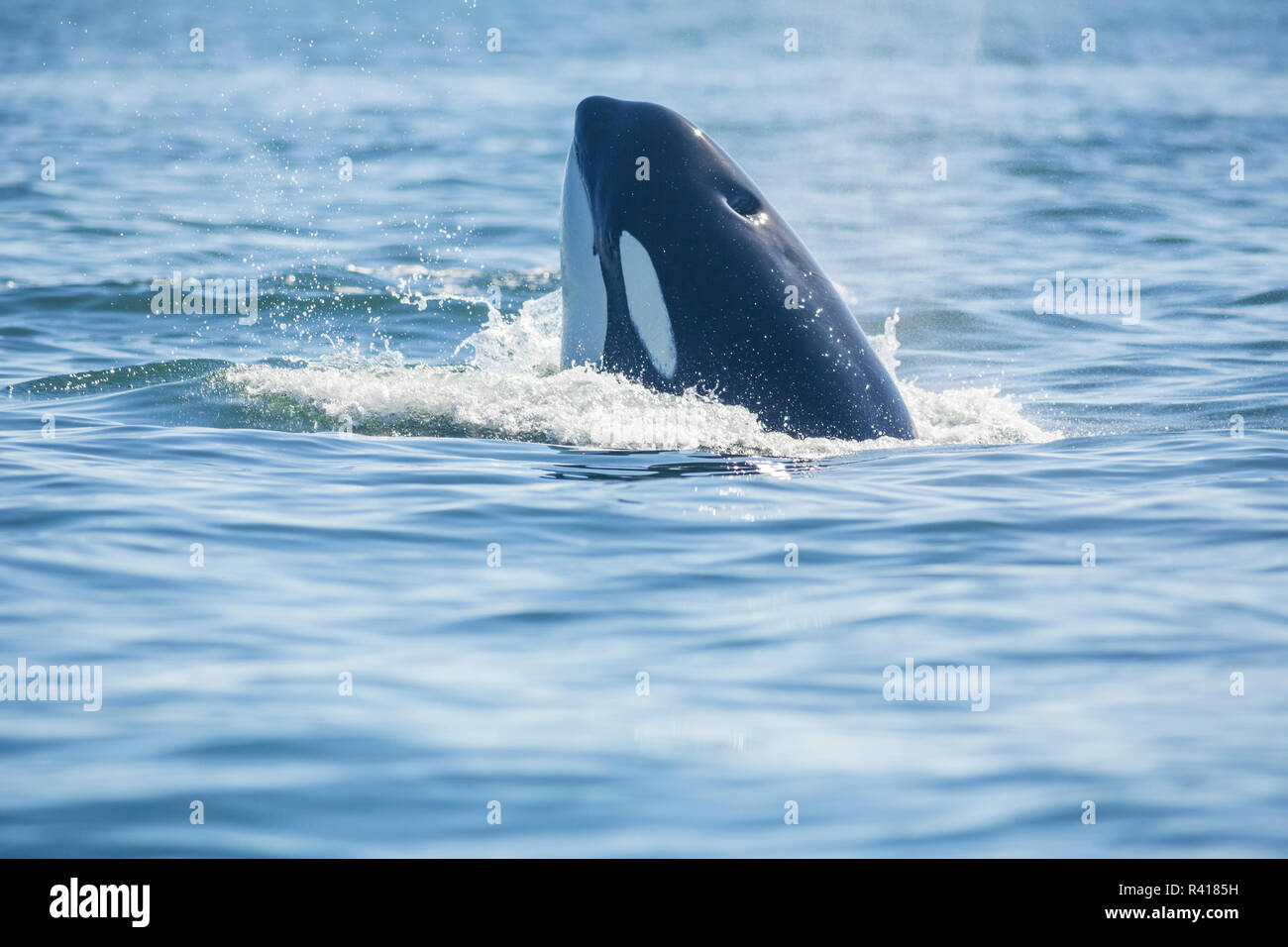 Transient Orca Killer Whales (Orca orcinus), Pacific Northwest Stock ...