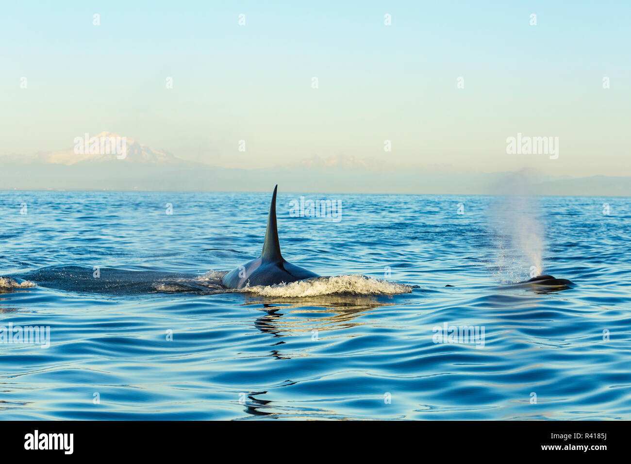 Transient Orca Killer Whales (Orca orcinus), Pacific Northwest Stock ...
