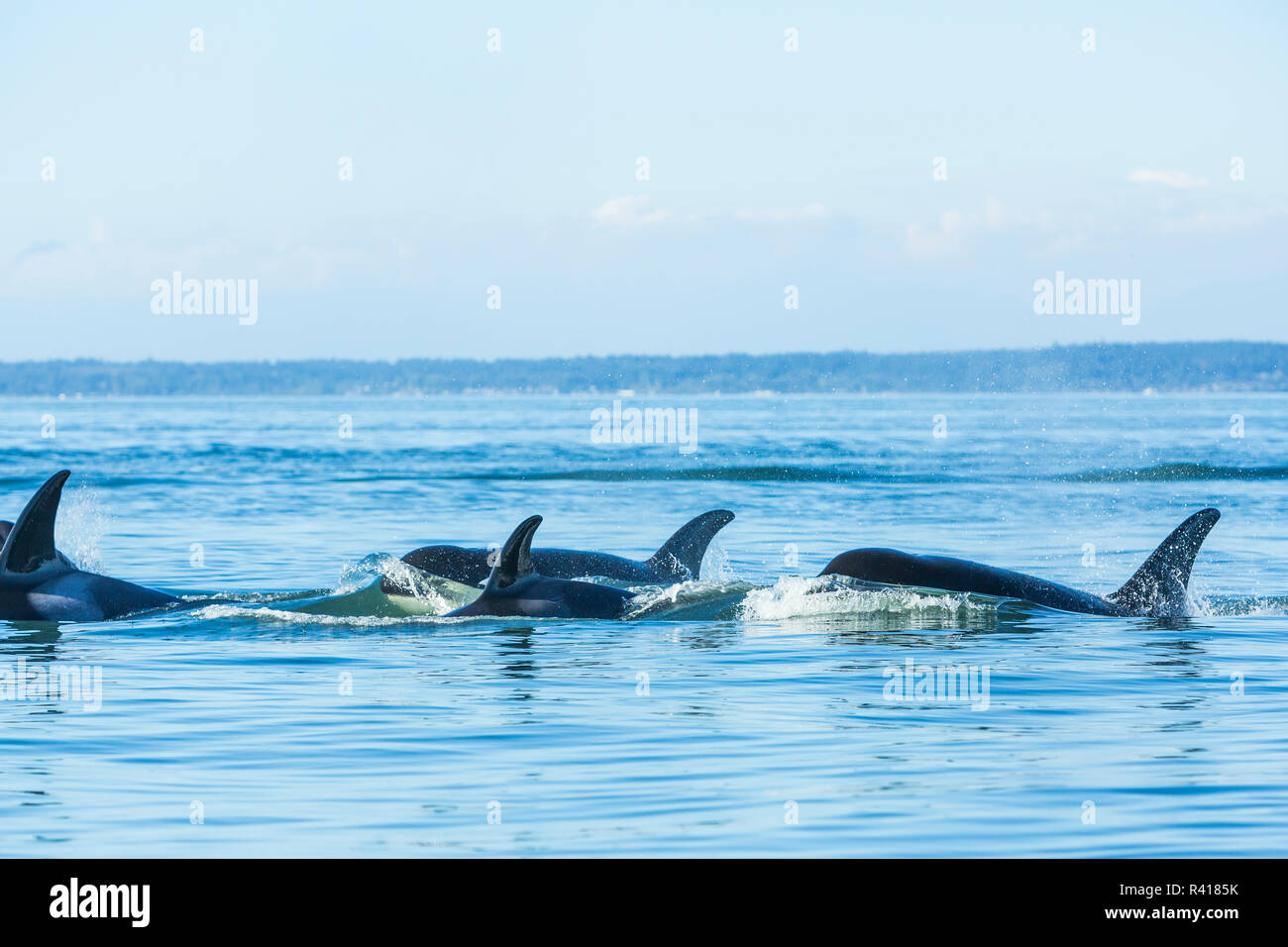 Transient Orca Killer Whales (Orca orcinus), Pacific Northwest Stock ...
