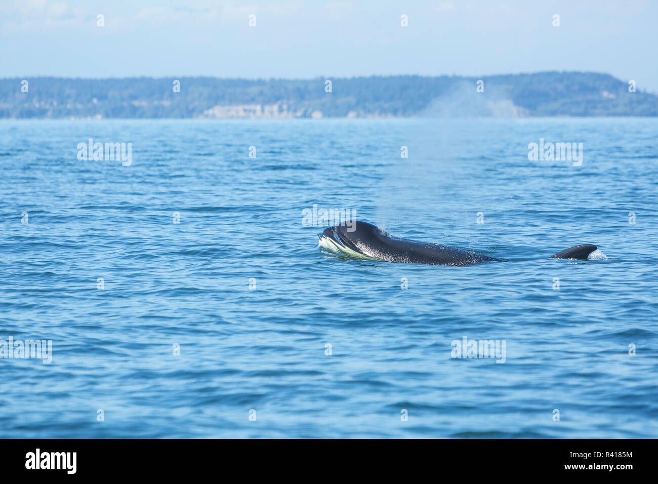Transient Orca Killer Whales (Orca orcinus), Pacific Northwest Stock ...