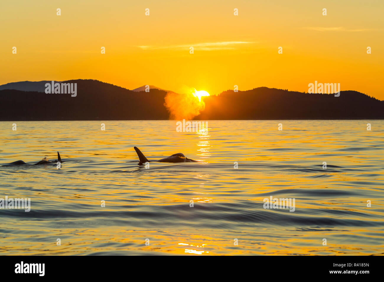 Transient Orca Killer Whales (Orca orcinus), Pacific Northwest Stock ...