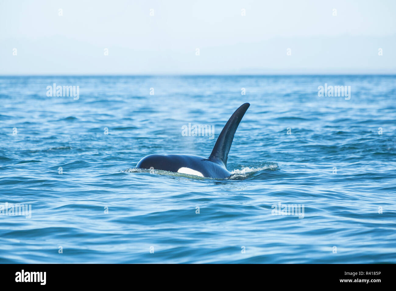 Transient Orca Killer Whales (Orca orcinus), Pacific Northwest Stock ...