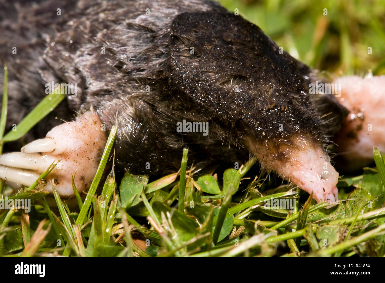 Townsends mole hi-res stock photography and images - Alamy