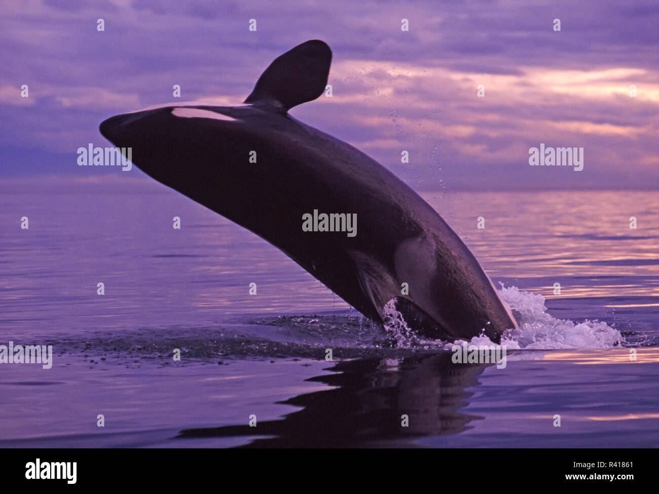 Breaching Orca Whale at sunset (Orca orcinus), near San Juan Island ...