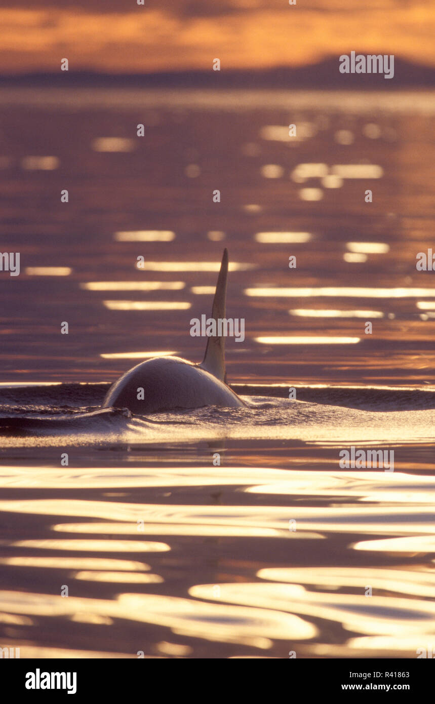 Orca Killer Whales (Orca orcinus) near San Juan Island, Washington ...
