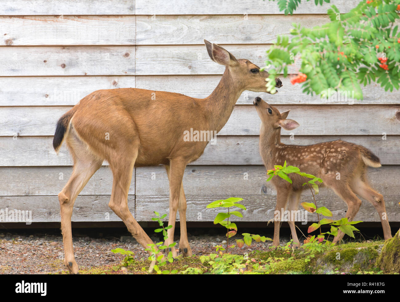 USA, Washington State. Doe and fawn Columbian black-tailed deer ...