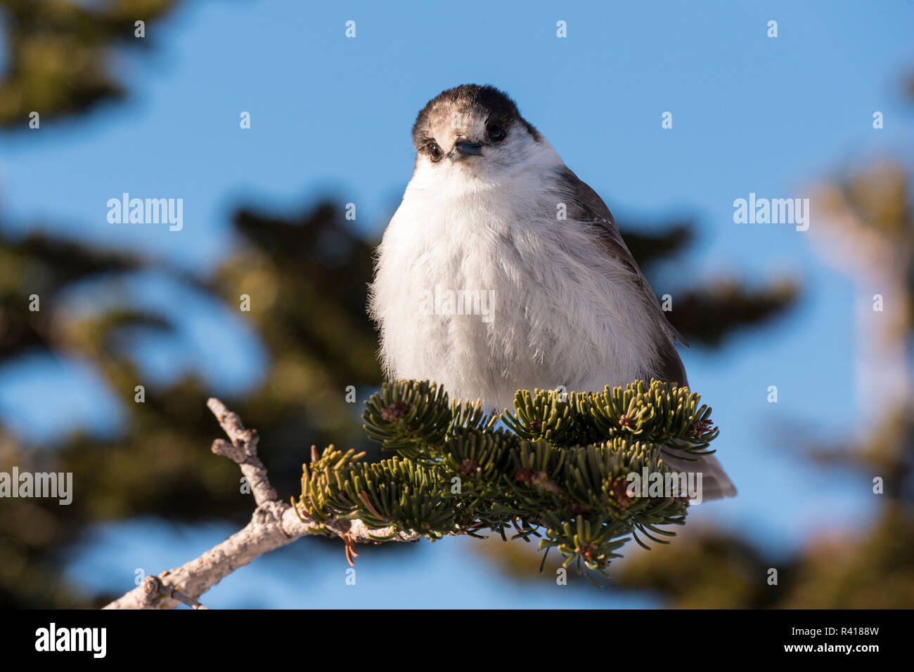Gray jay usa hi-res stock photography and images - Alamy